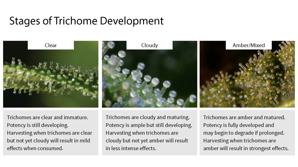 Growing Cannabis 101 – Home Grow Chicago